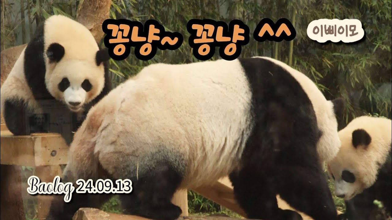 Baolog 24년 9월 13일 @ 꽁냥 꽁냥 서로 장난치는 쌍둥이 루이 후이와 엄마 아이바오 # baofamily # ...