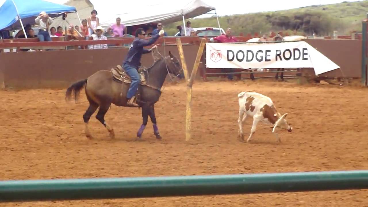 Kauai Rodeo Steer Roping - YouTube