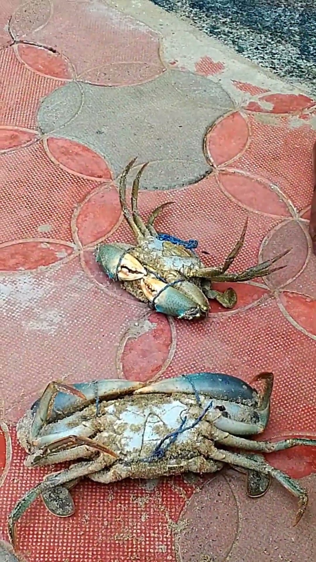 kal nandu 1kg 2500 #mokaraimeenavan #fishing #fisharman - YouTube