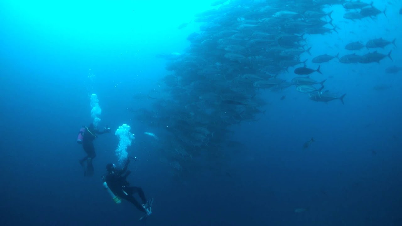 Galapagos Tuna Swarm - YouTube