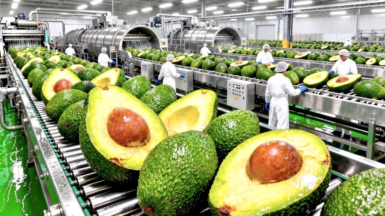 HOW AVOCADOS ARE PROCESSED 🥑 | INSIDE THE AVOCADO MEGA FACTORY 🏭 - YouTube