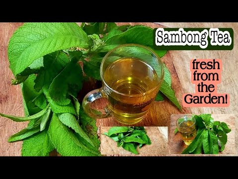 Sambong Tea | fresh from the Garden - YouTube