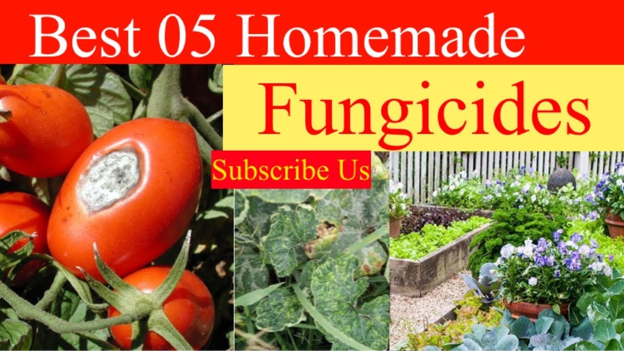 Best 05 Homemade Fungicides (English) | Ceylon Agri | Gardening Ideas ...