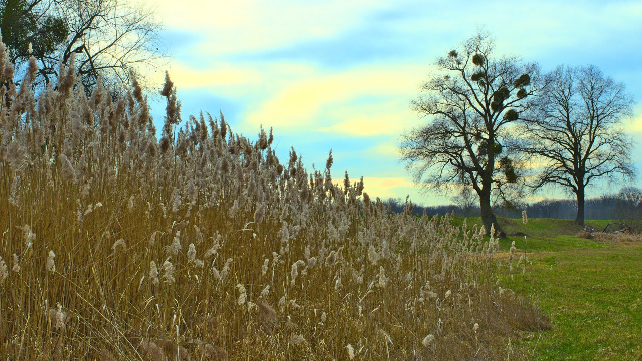 🍃 Windy Nature Sound Atmospheres - Wind Sounds, Bird Song, Nature ...