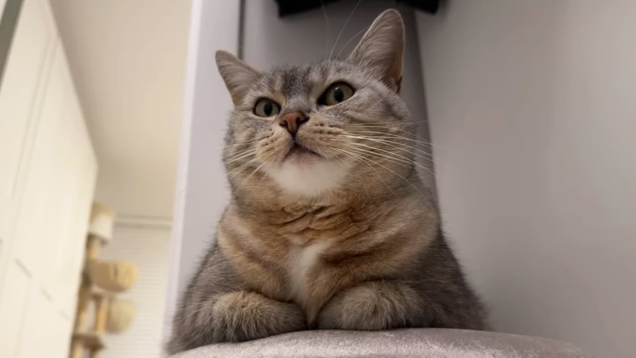 Grumpy Sunday live stream! - YouTube