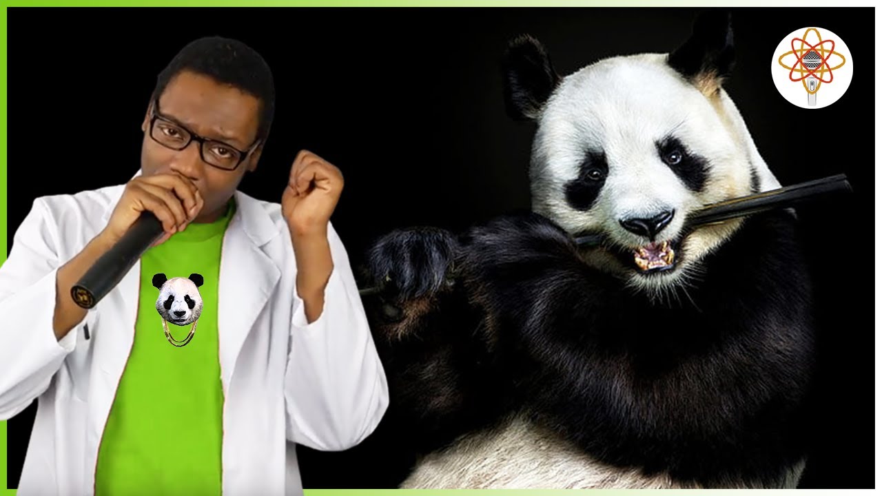 Panda | The SCIENCE RAP Show - YouTube