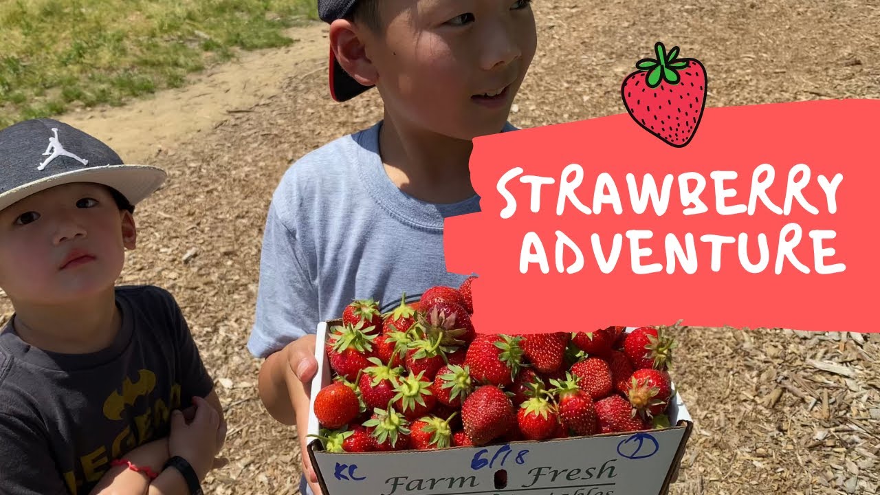 Strawberry Picking at Parlee Farms - YouTube