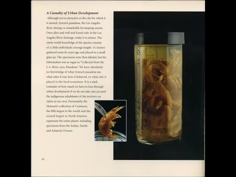 Pasadena Freshwater Shrimp Song - YouTube