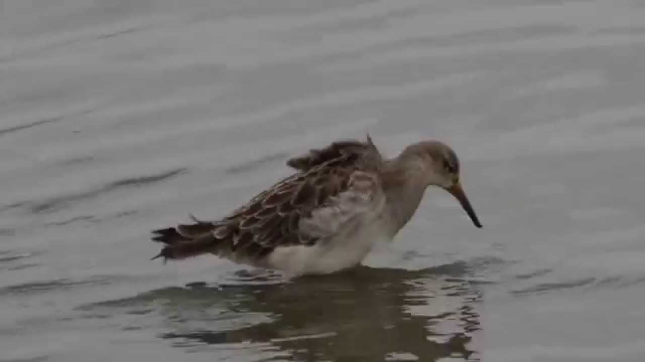 Juvenile Ruff, Shelduck, Avocet & Knot - RSPB Titchwell - YouTube