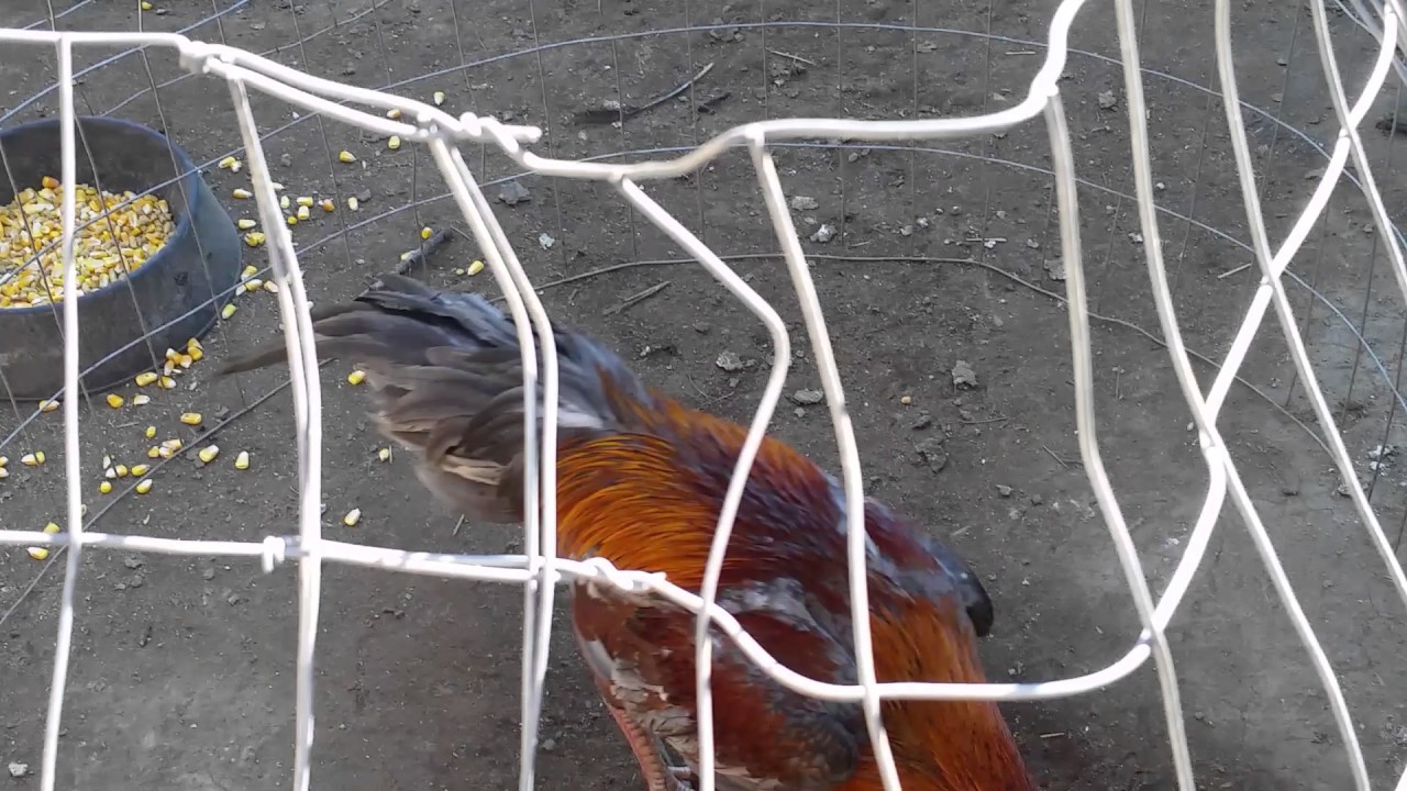 Qaib pa ma - YouTube