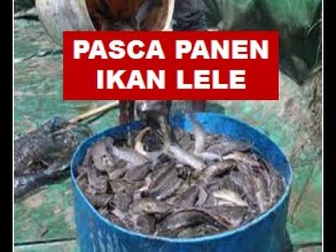 Perencanaan 5 Pasca Panen Budidaya Ikan Lele Dalam Drum Biru - YouTube