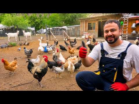 Kırsalda Huzurlu Çiftlik Rutini 🌿🐔 | Gezen Tavuk Çiftliği ve Karışık Kümes Hayvanları