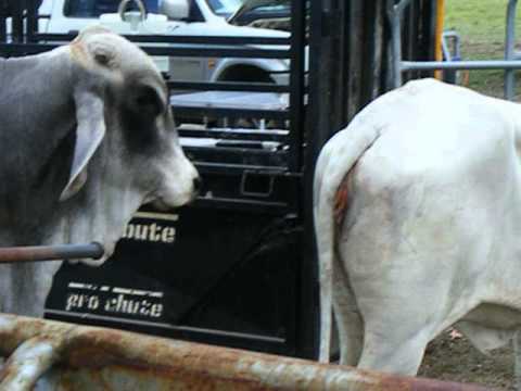 Brahman bull serving - YouTube