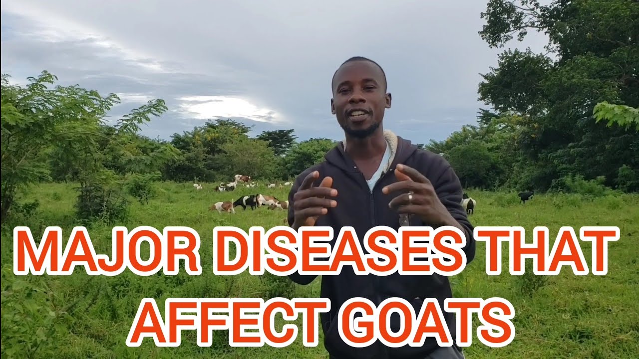 Top 10 Diseases That Affect Goats & Their Causes - YouTube