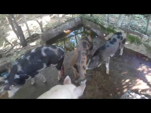 hoje dia de faze a castração dos porcos galera 🌽🌽🌽🐖🐖🐖🐖