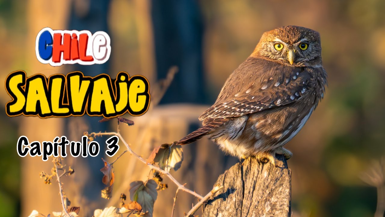 CHILE SALVAJE | Capítulo #3: "Pequeño pero poderoso" - YouTube