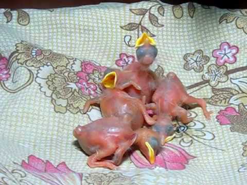 Baby Myna Birds at Home, Pampering & Feeding - YouTube