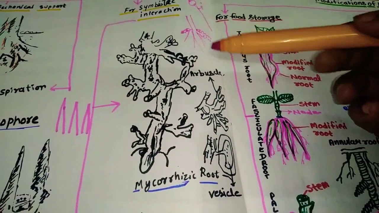 Modification Of Root YouTube modification-of-root-youtube