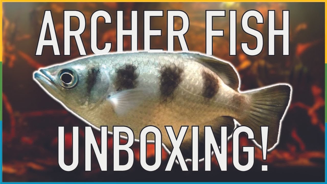 My NEW Archer Fish! - Rare Native Australian Fish Unboxing! - YouTube