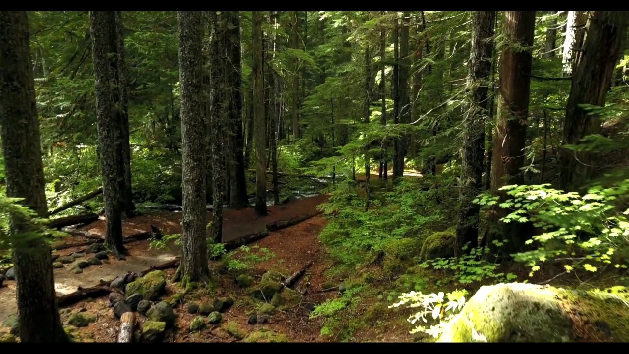 Forest no copyrigh video, 4k video, 1080p video, background video ...