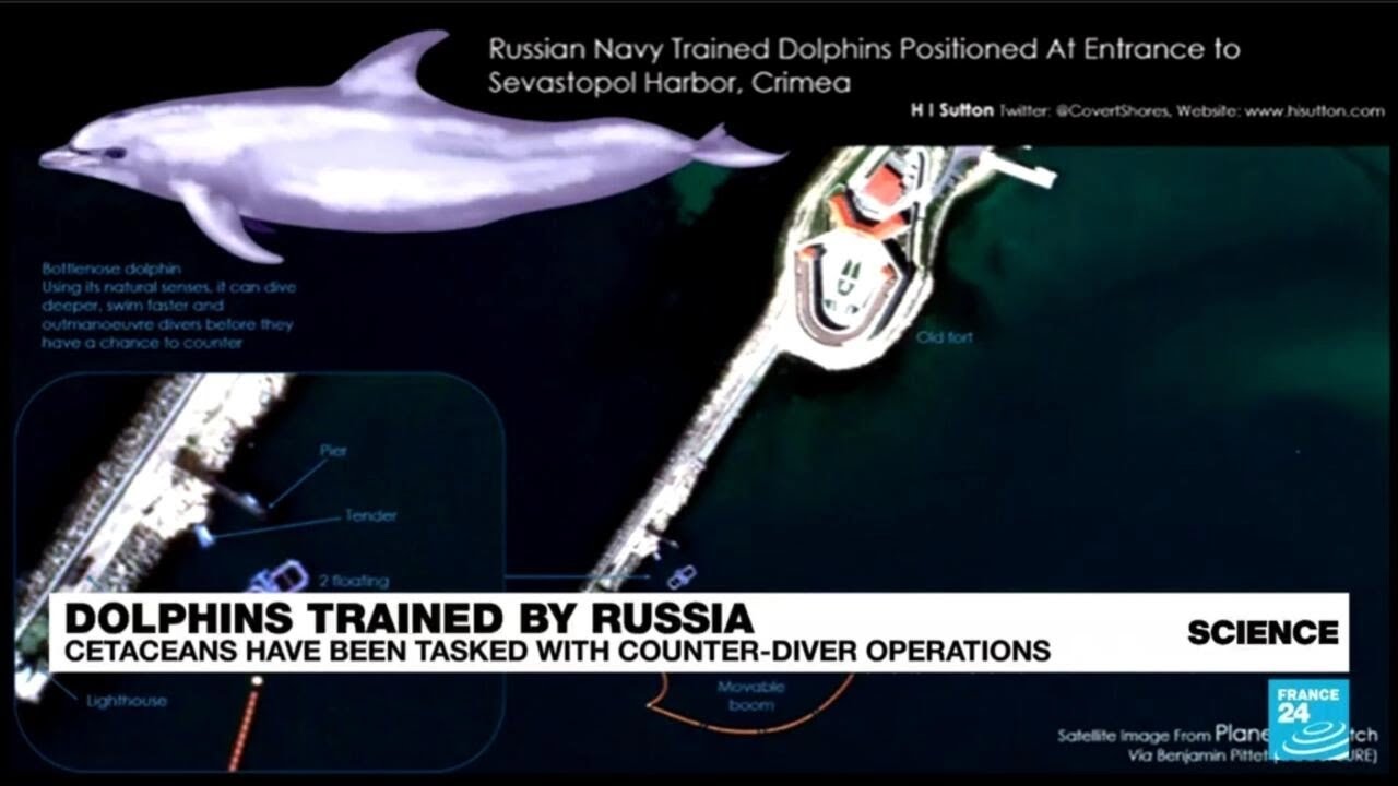 War in Ukraine: Russia trains dolphins to patrol Crimean port of ...