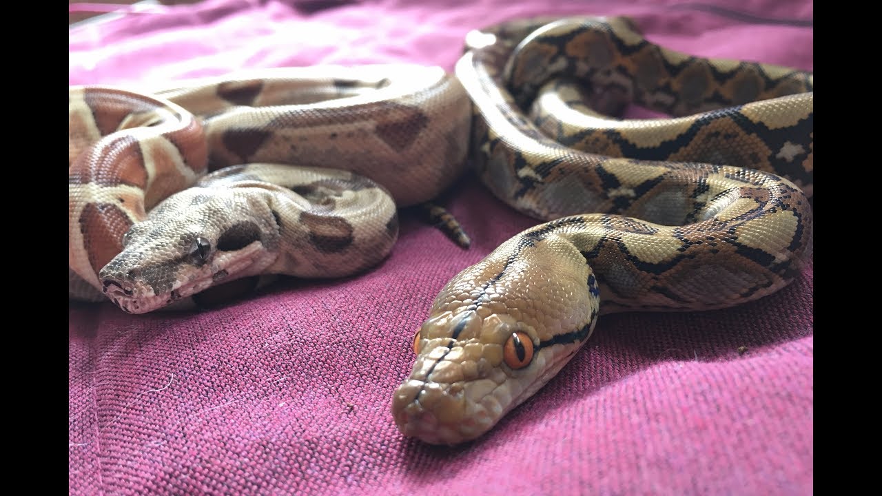 Snake Collection - YouTube