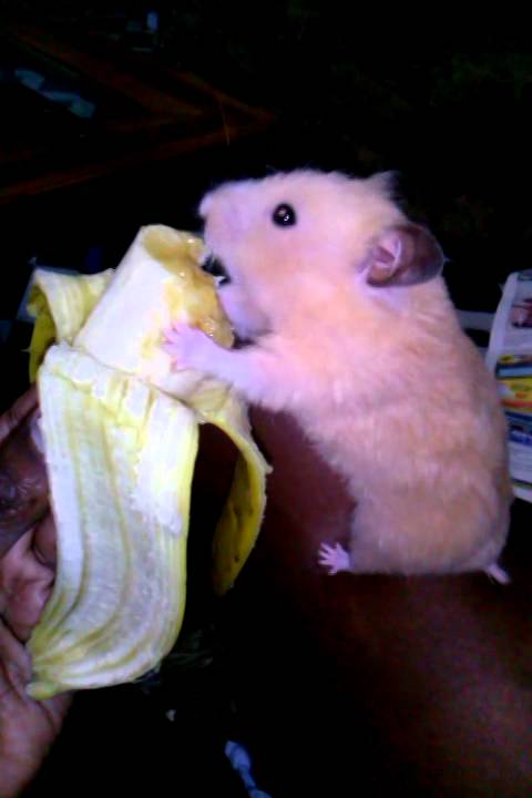 Hamster eating a banana - YouTube