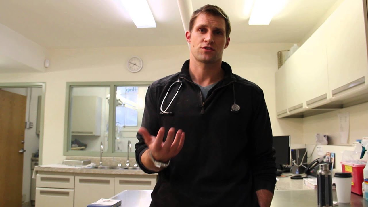 Feline Heartworm Disease by Dr. Ruhland of St. Paul Pet Hospital - YouTube