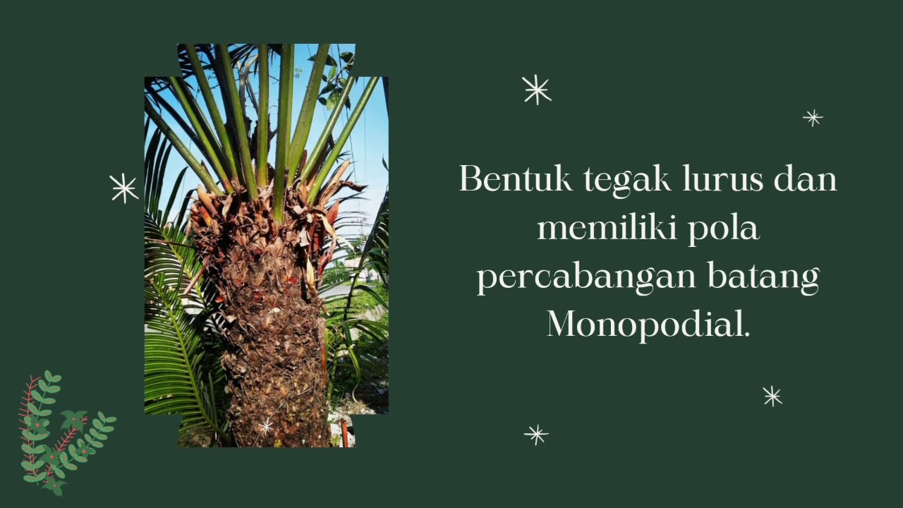 Tanaman Hias Pakis Haji (Cycas rumphii) - YouTube