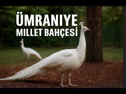 Ümraniye Millet Bahçesi’nin Nadir Beyaz Tavus Kuşu 🦚 | Doğanın Sessiz Zarafeti  | Flawless SKY