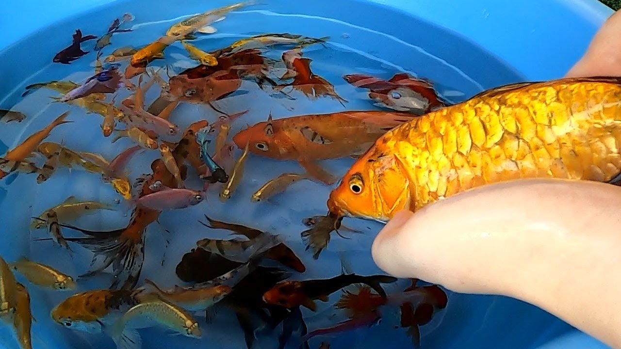 Ryukin Telescope Goldfish Halfmoon Betta Fish Cute Baby Koi Carp Rosy ...