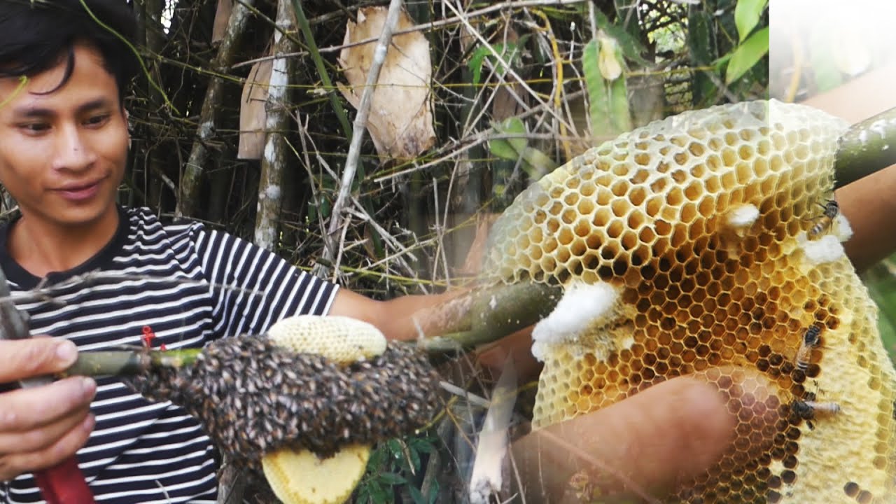 A small beehive in the forest. - YouTube