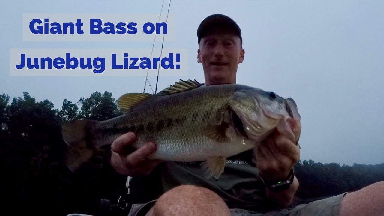 Giant Bass On Junebug Lizard! - YouTube