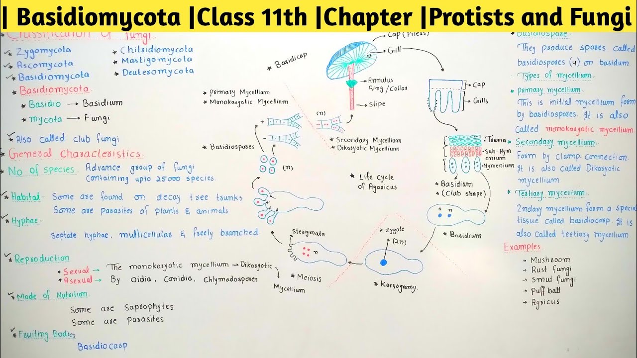 | Basidiomycota |Class 11th |Chapter |Protists and Fungi - YouTube