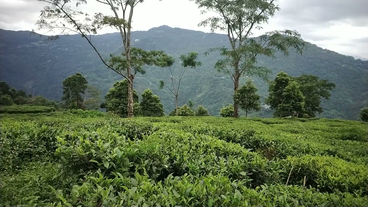 Beautiful Teesta valley tea garden under Takdah block - YouTube