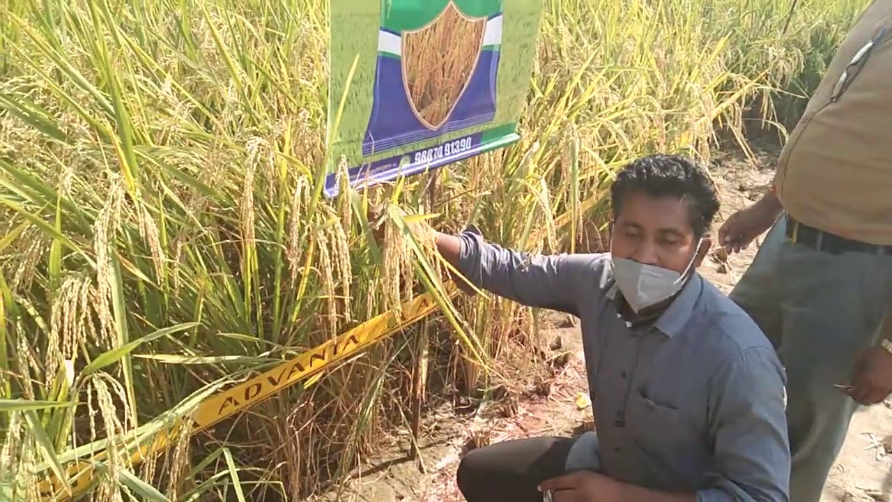 ADVANTA PADDY SEEDS - YouTube
