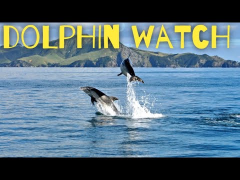 Dolphin watch @marina bandar al Rowdha🐬🐬beautiful view 😍exploring oman ...