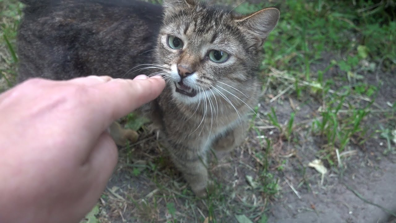 Shy Street Cat Meowing and Crying for Food - YouTube