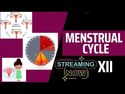 MENSTRUAL CYCLE | CLASS XII | BIOLOGY CHAPTER 3| HELLOO SHIKSHAA# ...