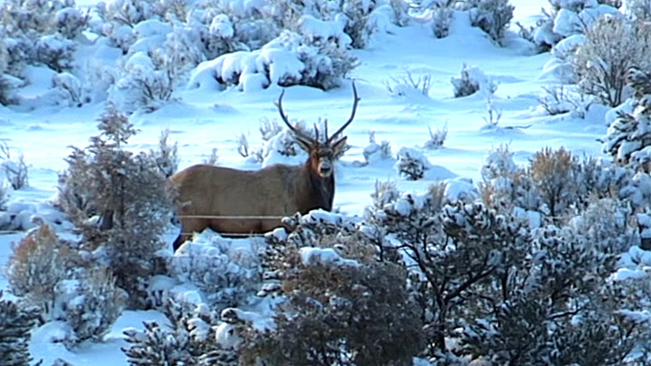 New Mexico Elk Deep Snow Hunt - YouTube