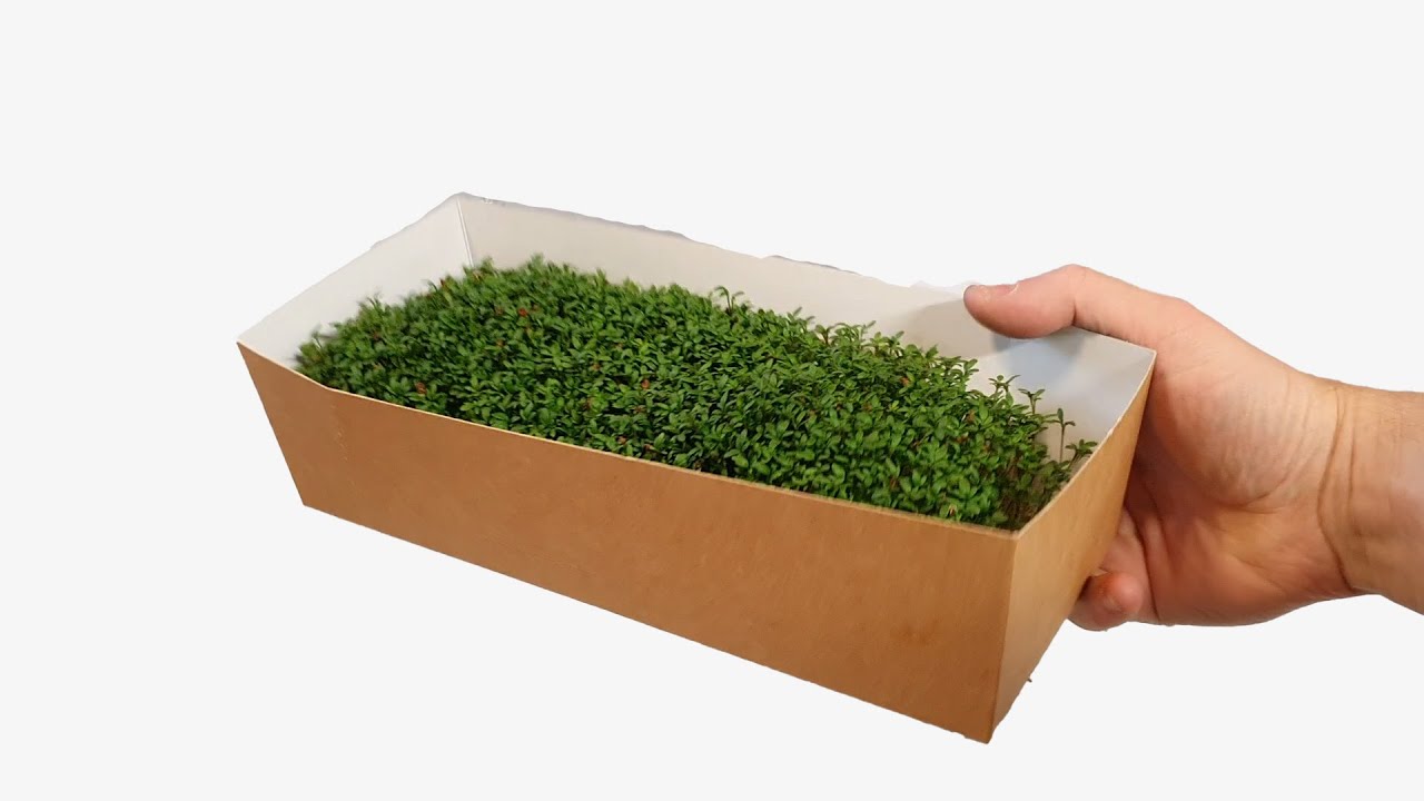 Microgreen Packaging Example - Delivering Live samples using carton ...