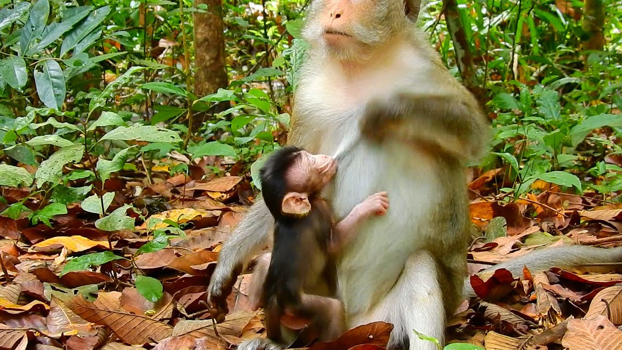 Sad time, Anna detaches milk in mouth baby Ara - YouTube