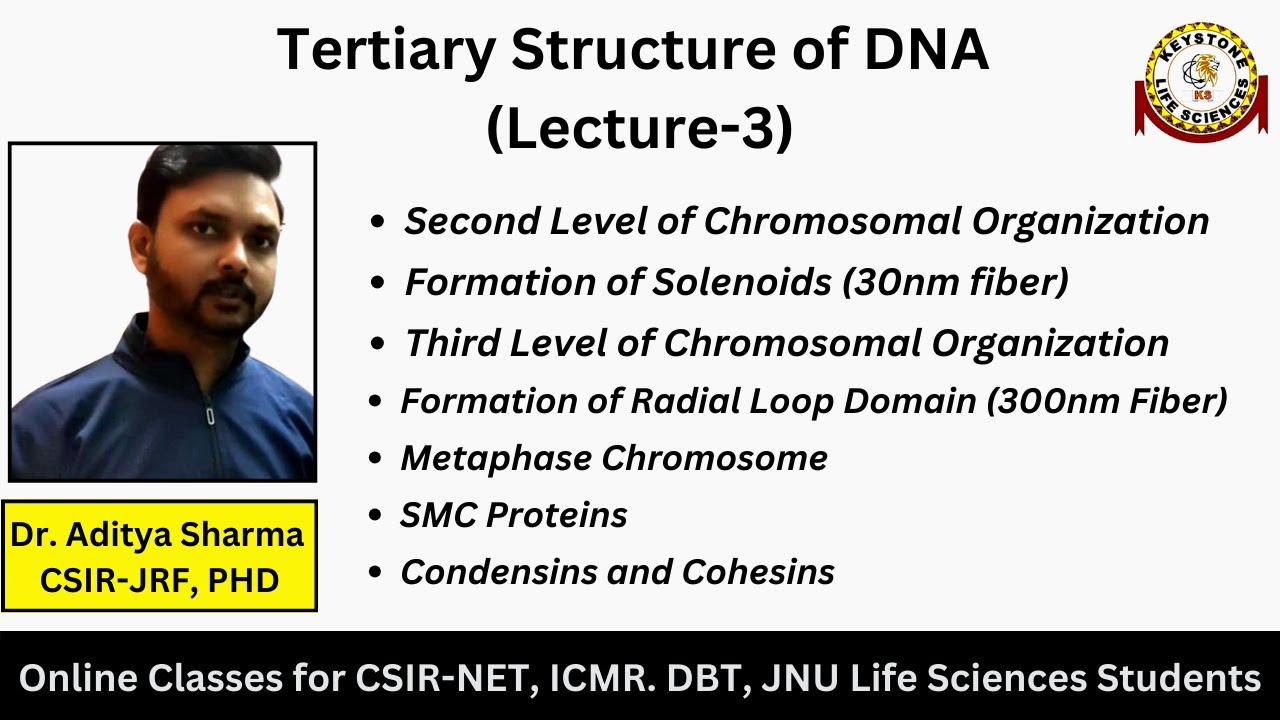 Tertiary Structure of DNA (Lecture -3) | Second and Third Level of ...