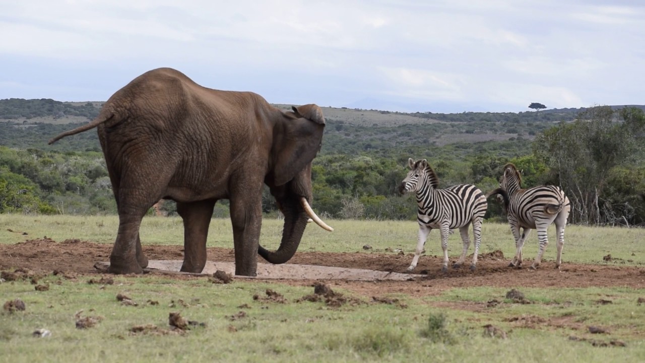 Elephants and zebras - YouTube