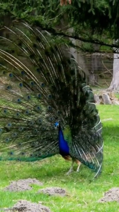 Beautiful Peacock Dance Sound Of Peacock🦚🦚🦚 Youtube