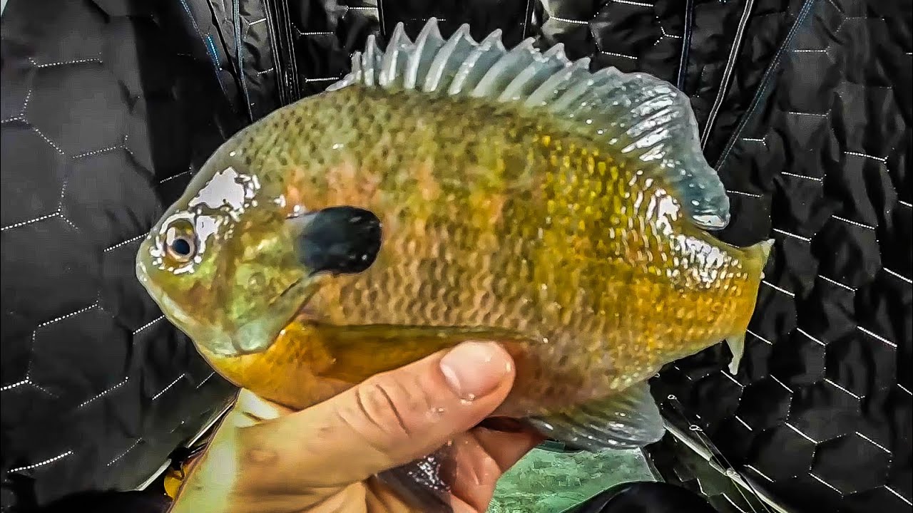 Sight Fishing for Monster Fish in a Tiny lake! (shallow mud lake) - YouTube