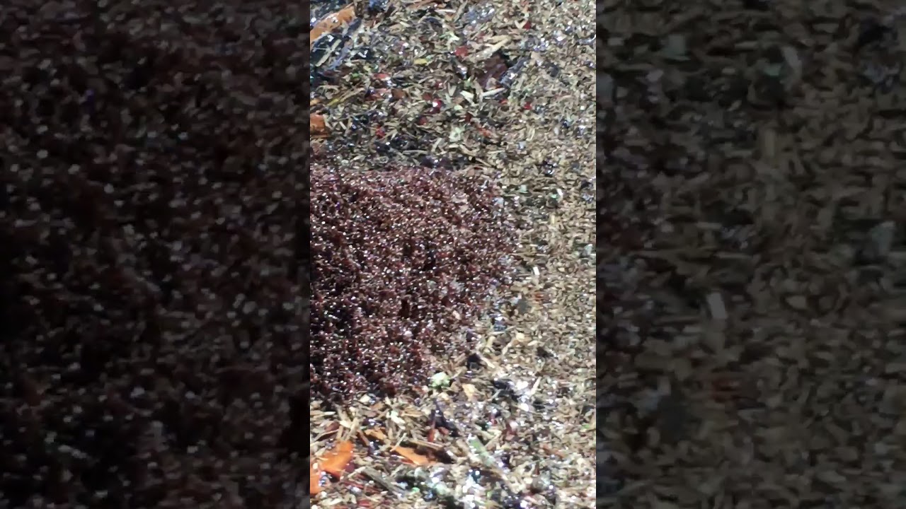 Fire Ant Ball - YouTube