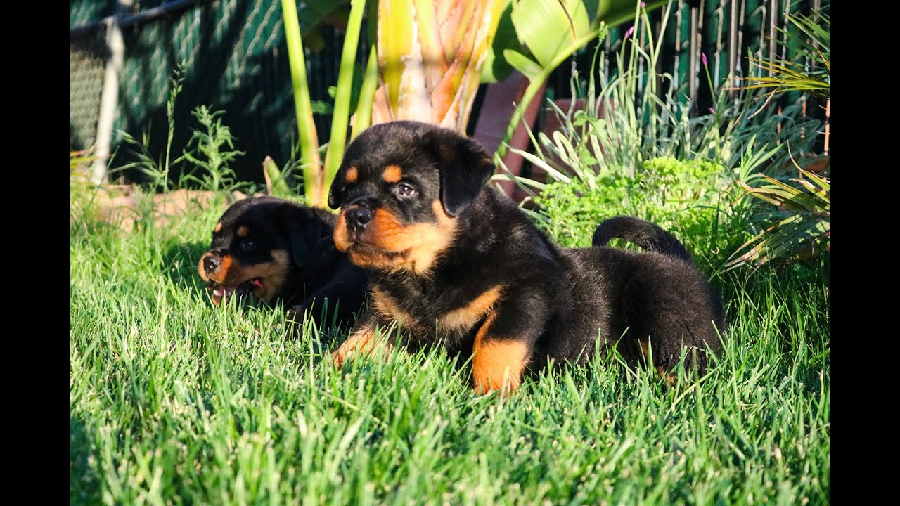 Rottweiler Puppies Eugene, Oregon - YouTube