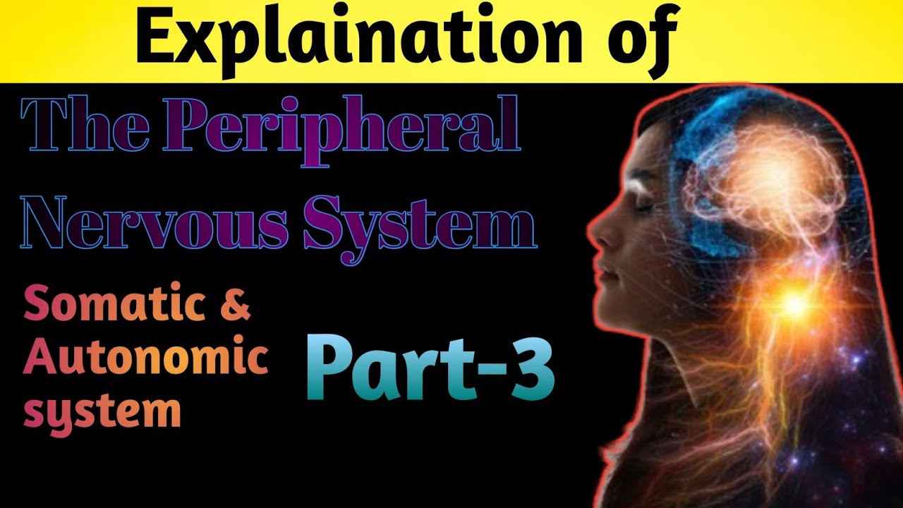 Explaination of peripheral nervous system and its types - YouTube