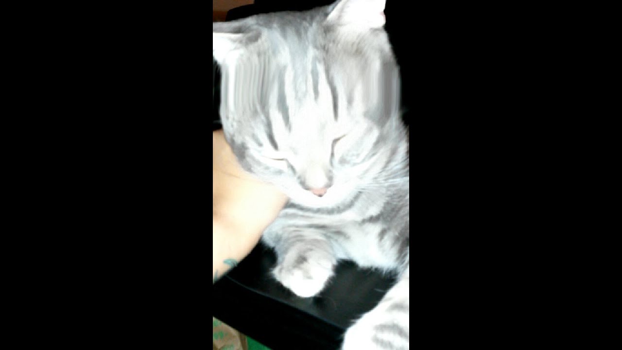 Cat Dancing to Bad Techno Music - YouTube